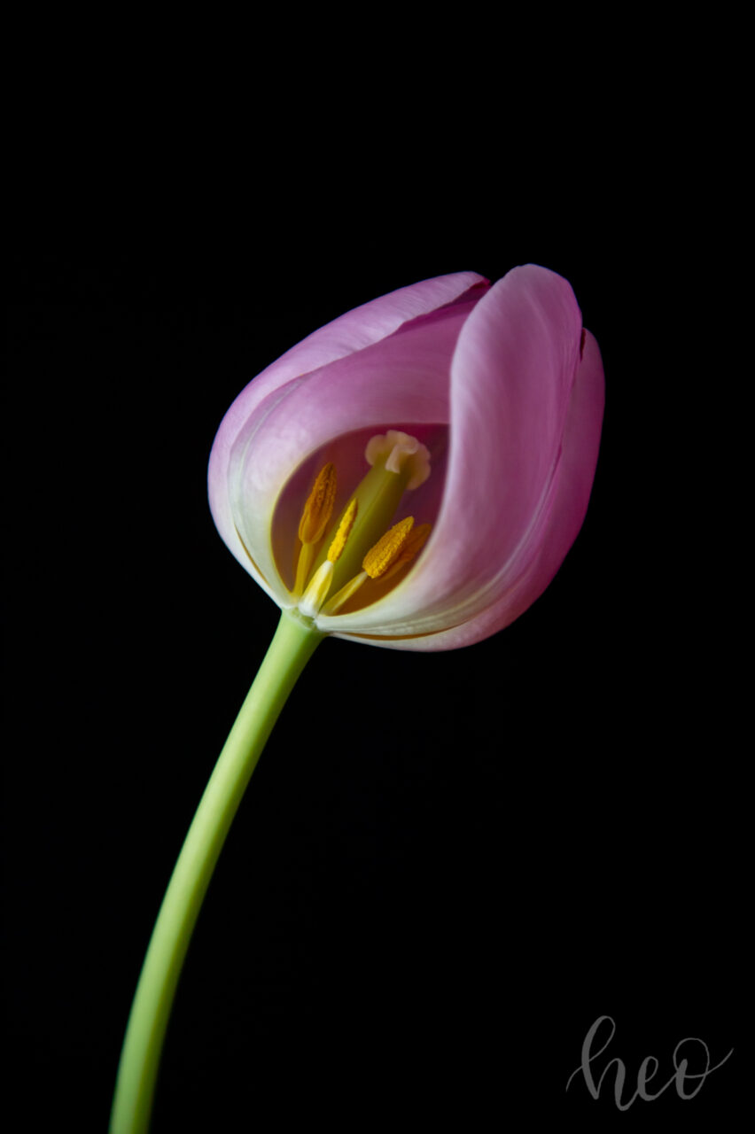 The Tulip Project – heo | heidi oberstadt media